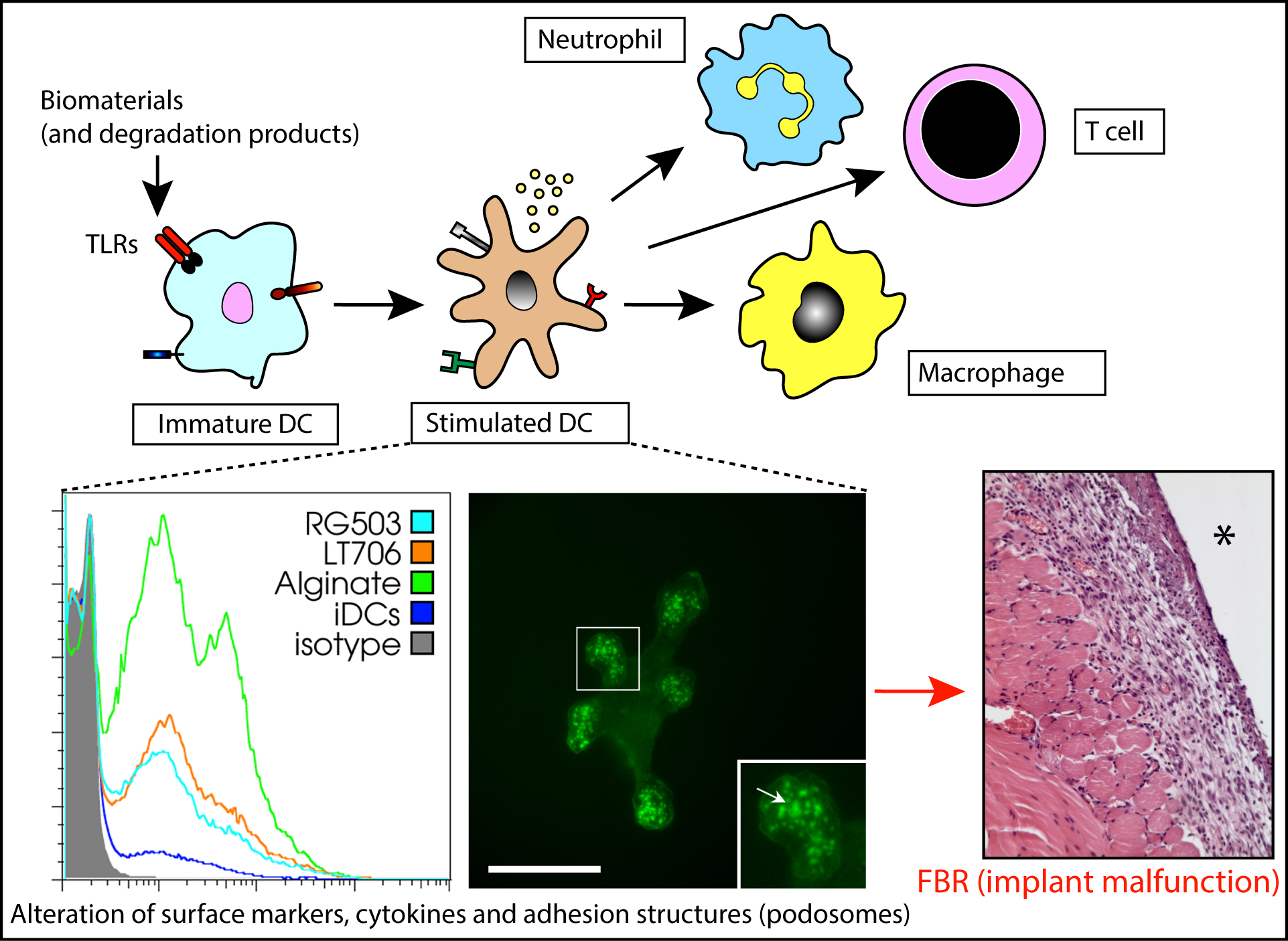 Cytoskeleton Cartoon